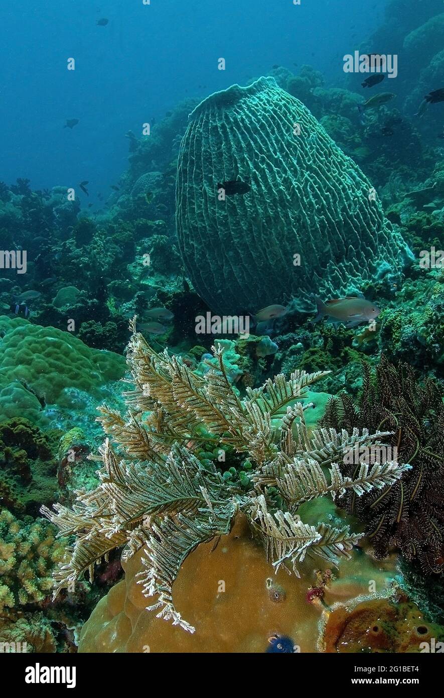 Marine biodiversity with colorful sea of coral reef in tropical clear ...