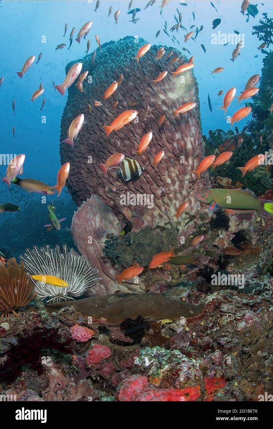 School of small fish swimming under pure ocean water with coral reefs ...
