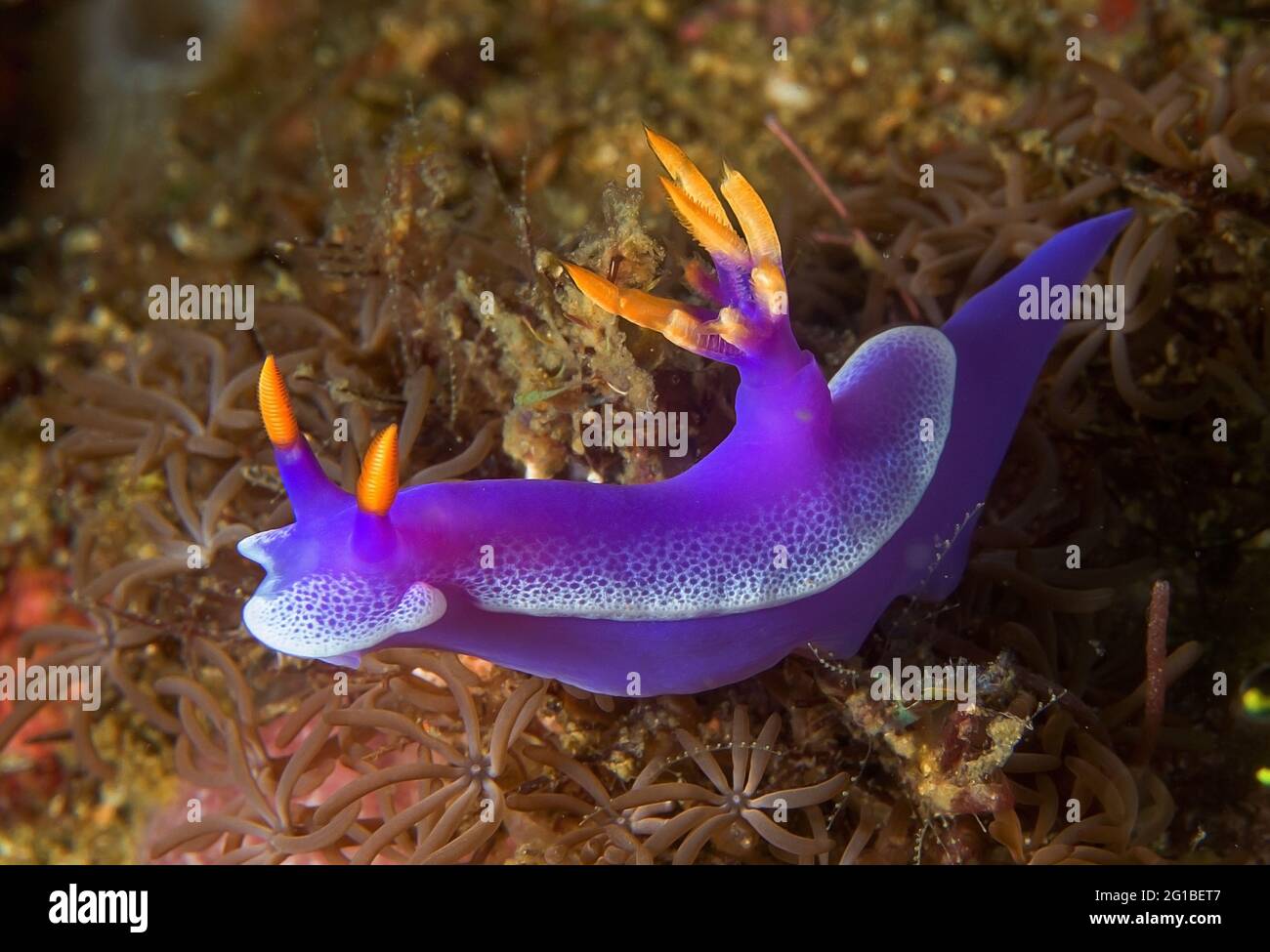 Tropical marine mollusk with spots on mantle swimming in transparent ...