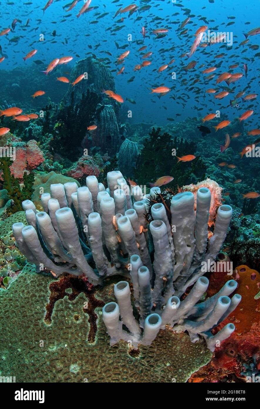 School of small fish swimming under pure ocean water with coral reefs ...