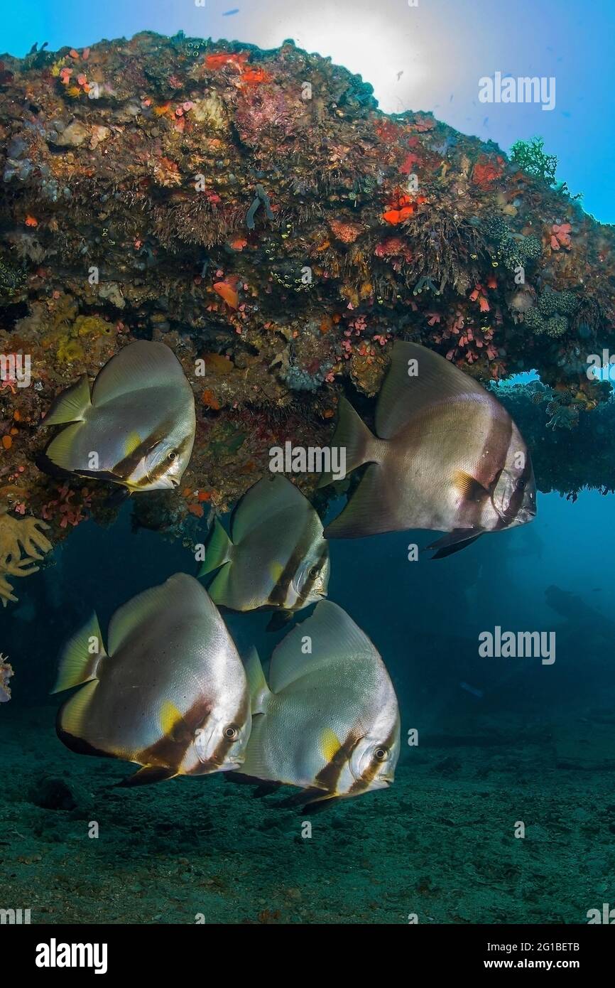 Omnivore fish hi-res stock photography and images - Alamy