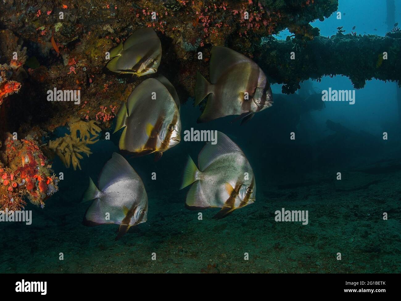 Medium sized fish with disc shaped bodies swimming together under pure ...