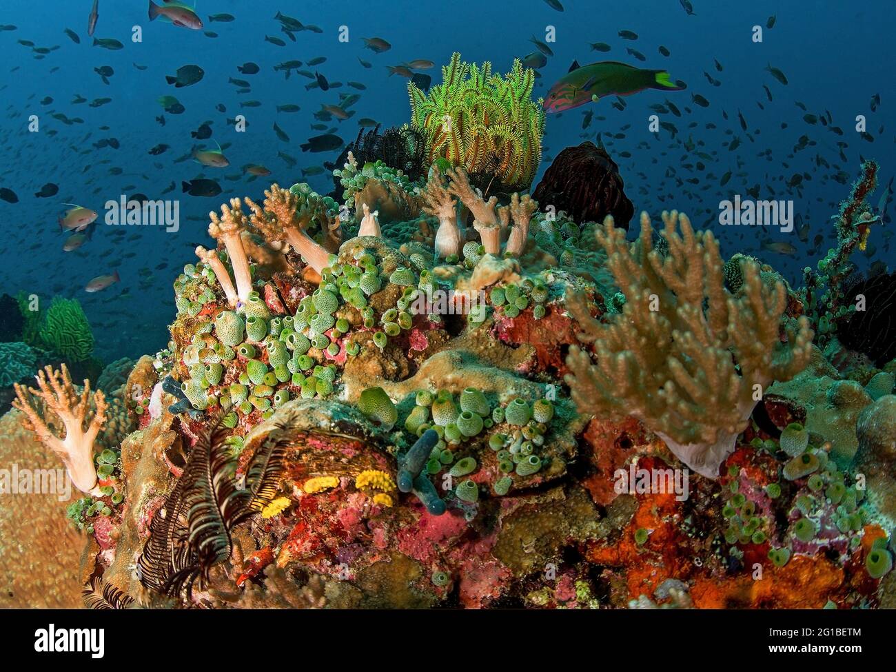 School of small fish swimming under pure ocean water with coral reefs ...