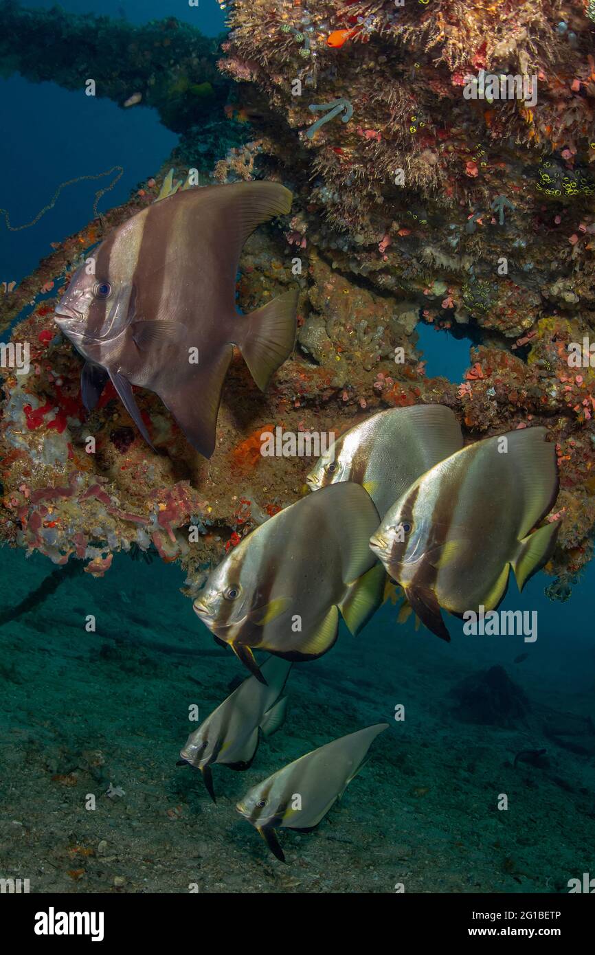 Medium sized fish with disc shaped bodies swimming together under pure ...