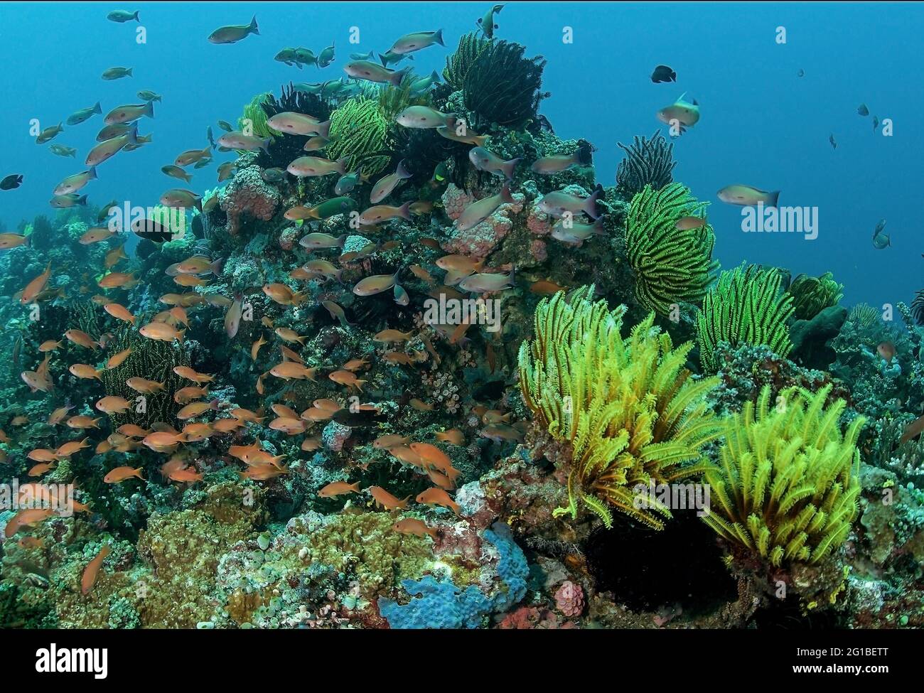 School of small fish swimming under pure ocean water with coral reefs ...