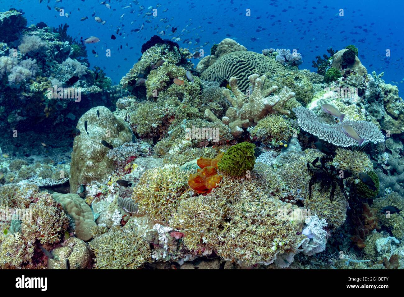 School of small fish swimming under pure ocean water with coral reefs ...