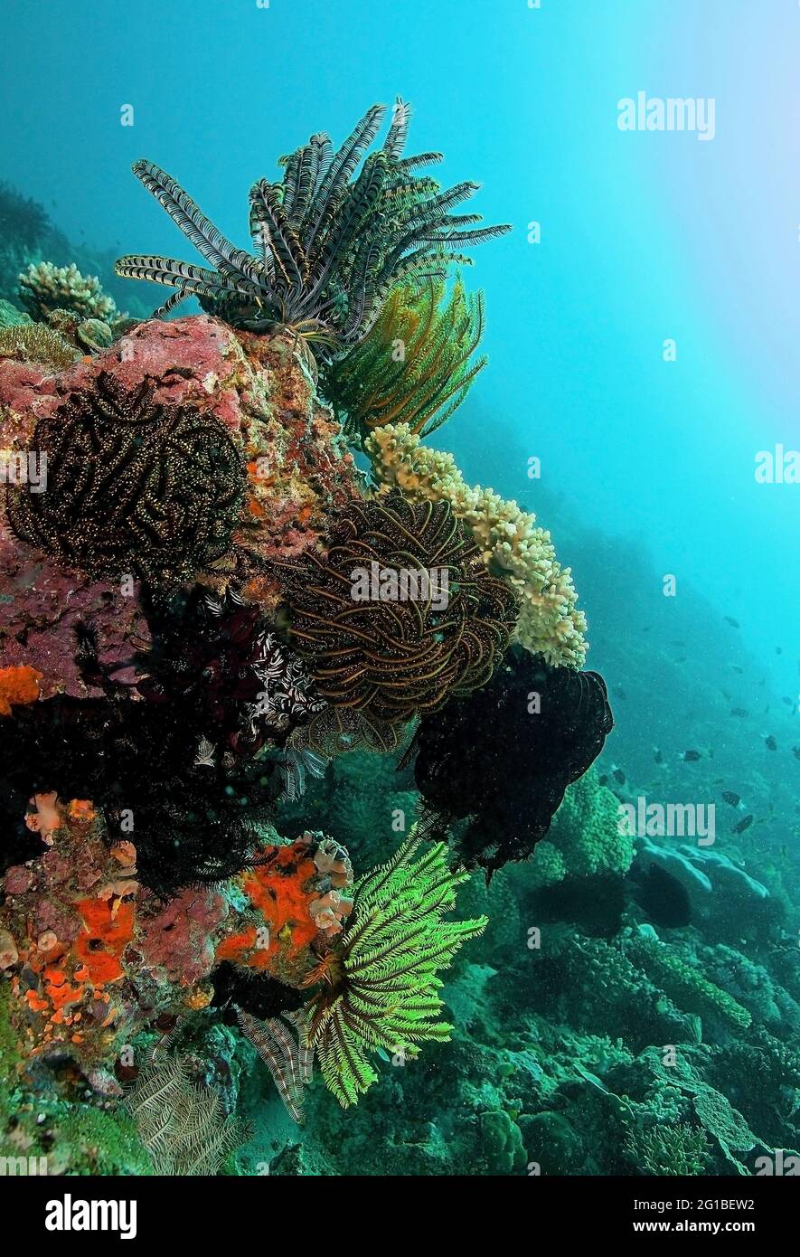 Marine biodiversity with colorful sea of coral reef in tropical clear ...