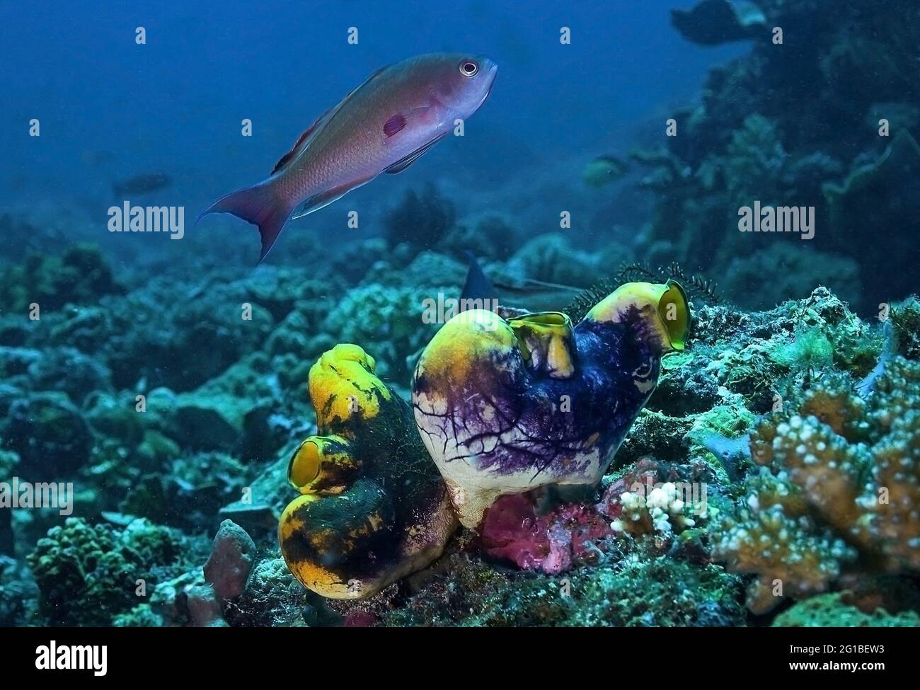 Carnivorous fish swimming in pure blue aqua above coral reefs with sea ...