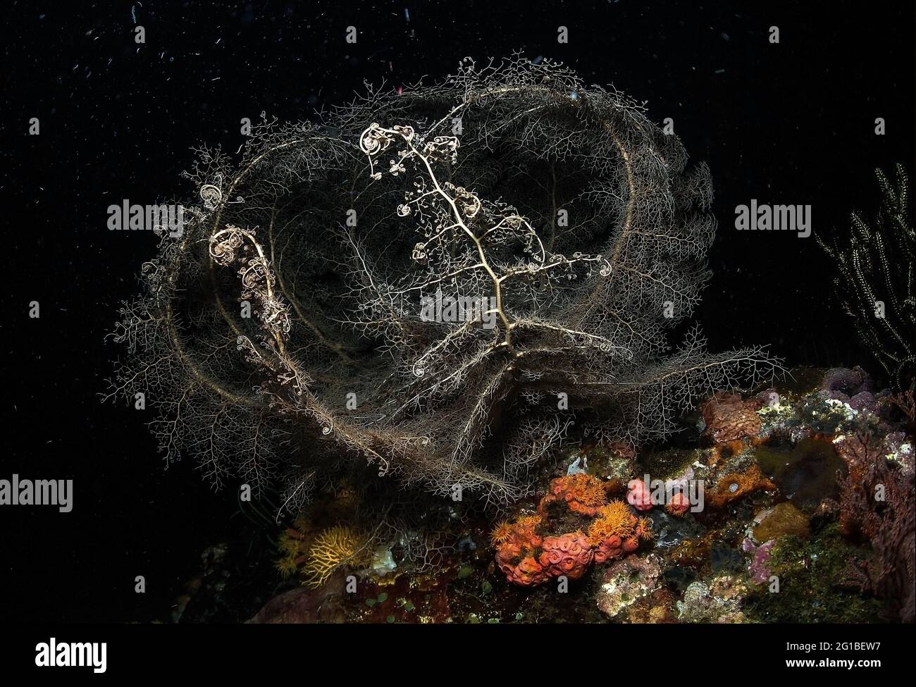 Seaweed with stipes growing on rough coral reefs with polyps under pure ...