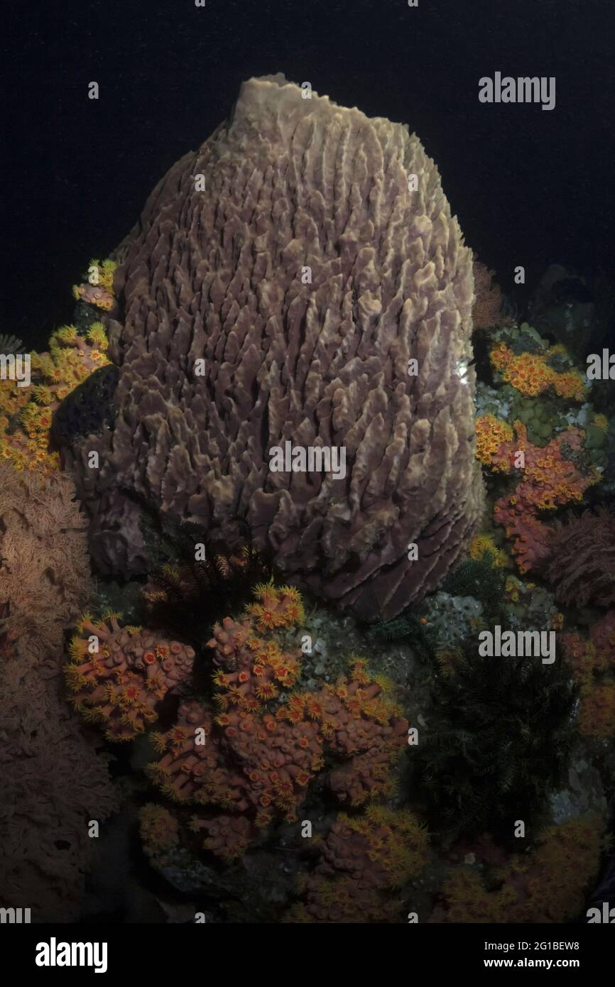 Marine biodiversity with colorful sea of coral reef in tropical clear ...