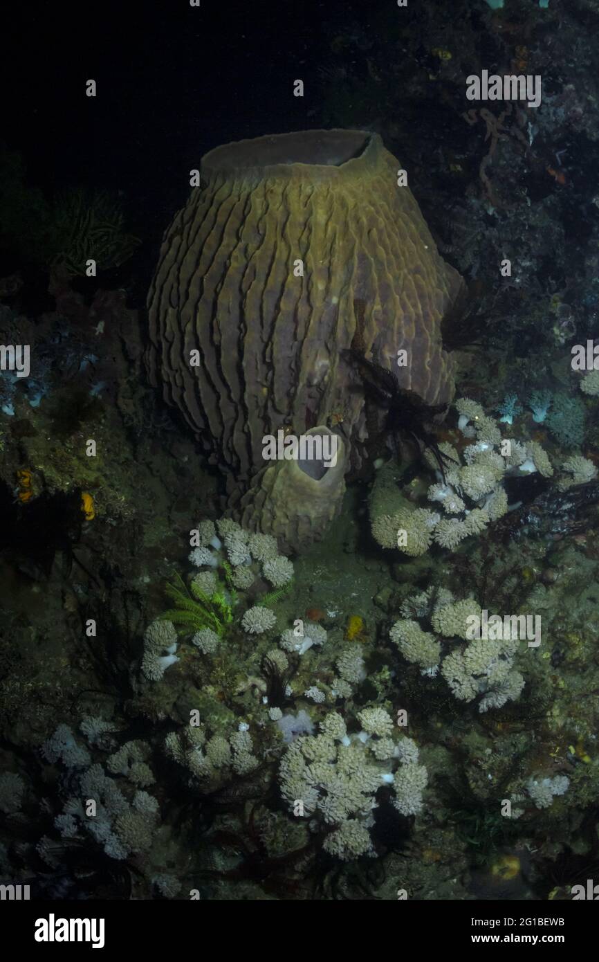 Marine biodiversity with colorful sea of coral reef in tropical clear ...