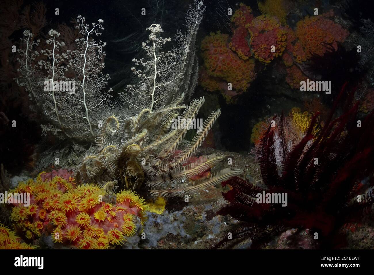 Seaweed with stipes growing on rough coral reefs with polyps under pure ...