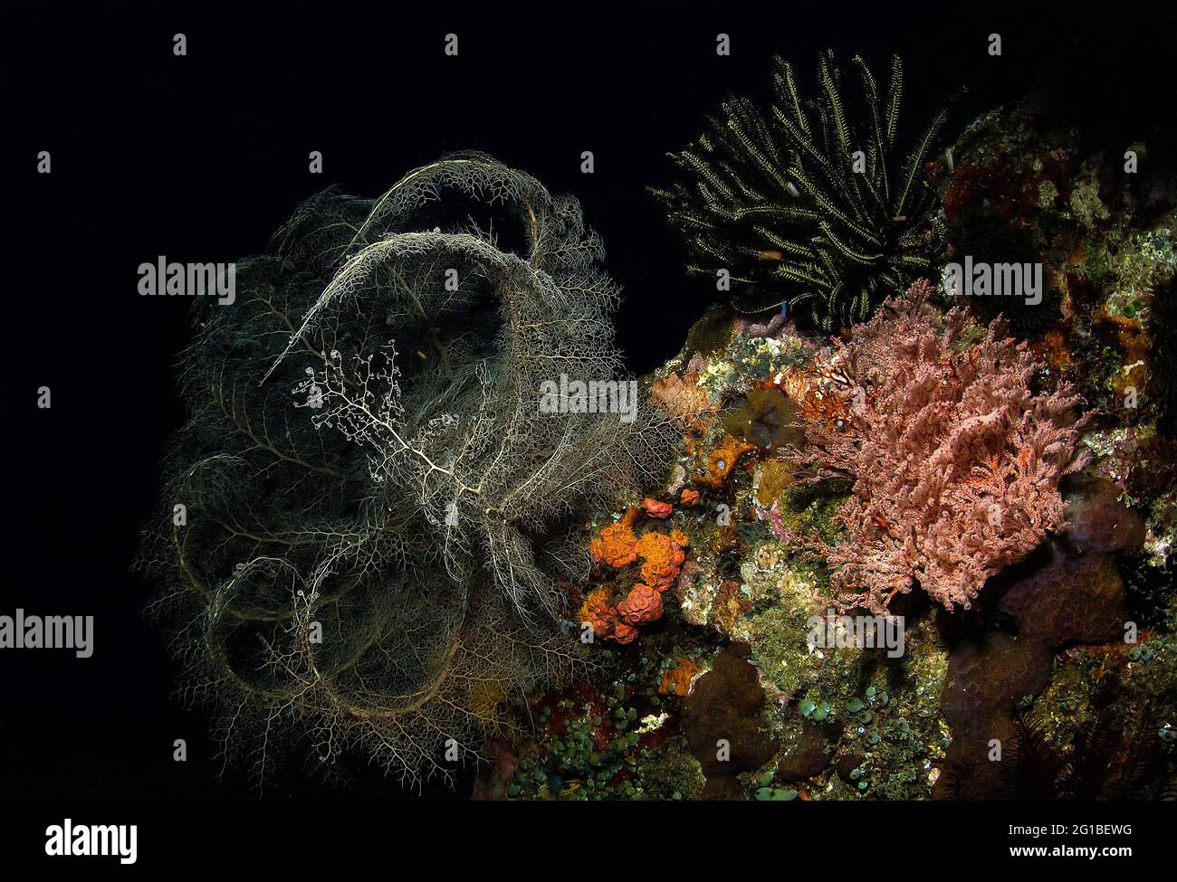 Seaweed with stipes growing on rough coral reefs with polyps under pure ...