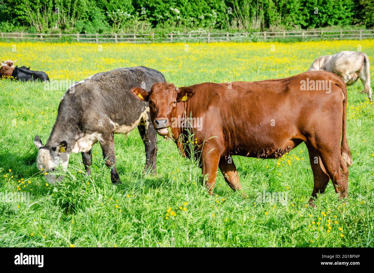 Grazing cows on farm field hi-res stock photography and images - Alamy
