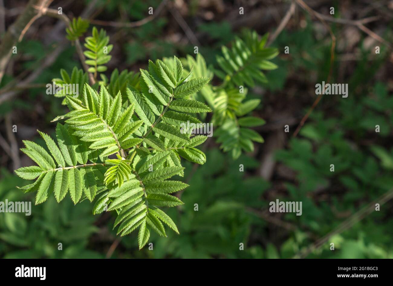 Young leaves of rowan in early spring in the morning sun.Spring ...