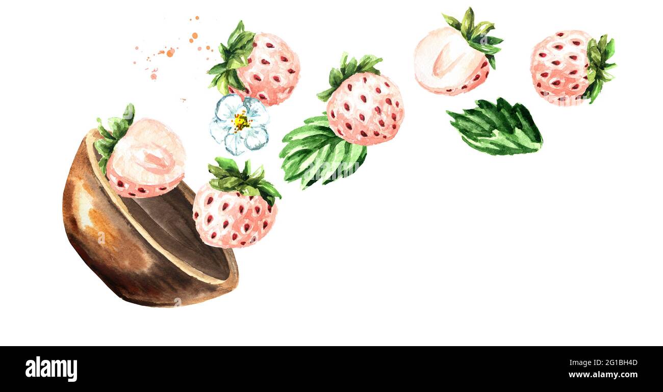 Bowl with ripe Pineberries or white strawberry. Hand drawn horizontal ...