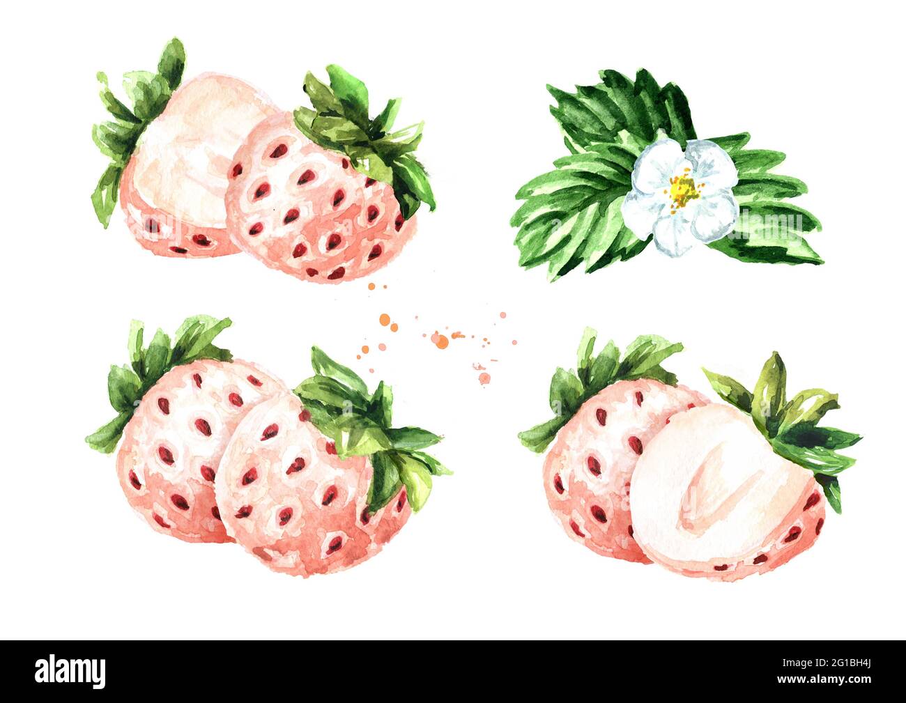 Ripe berries Pineberries or white strawberry compositions set ...