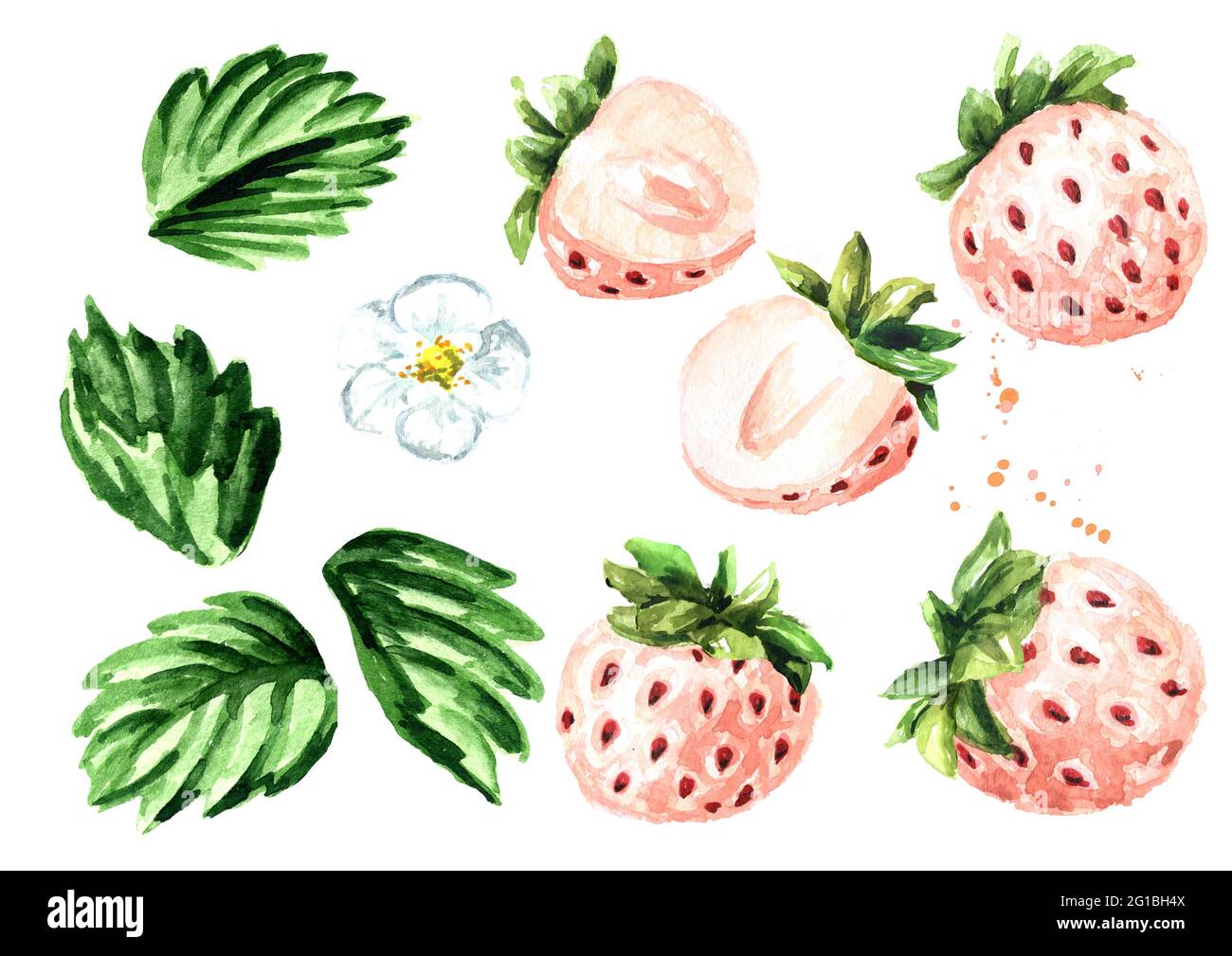 Ripe berries Pineberries or white strawberry elements set. Watercolor ...