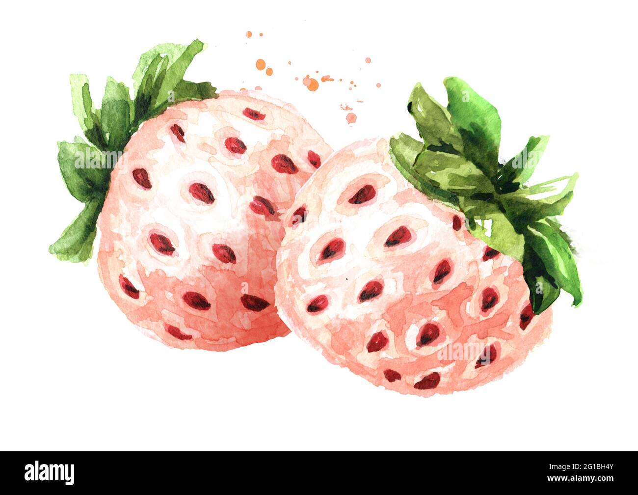 Pineberries or white strawberry, Watercolor hand drawn illustration ...