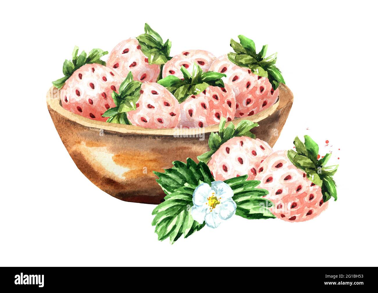 Bowl with ripe Pineberries or white strawberries. Watercolor hand drawn ...