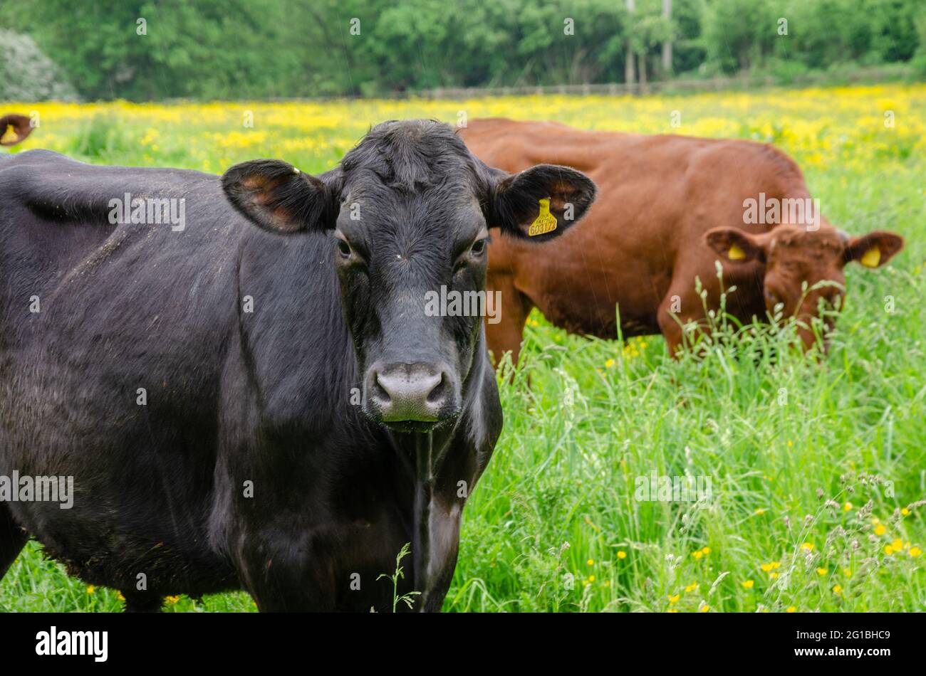 Cows grazing in a field on a farm Stock Photo - Alamy