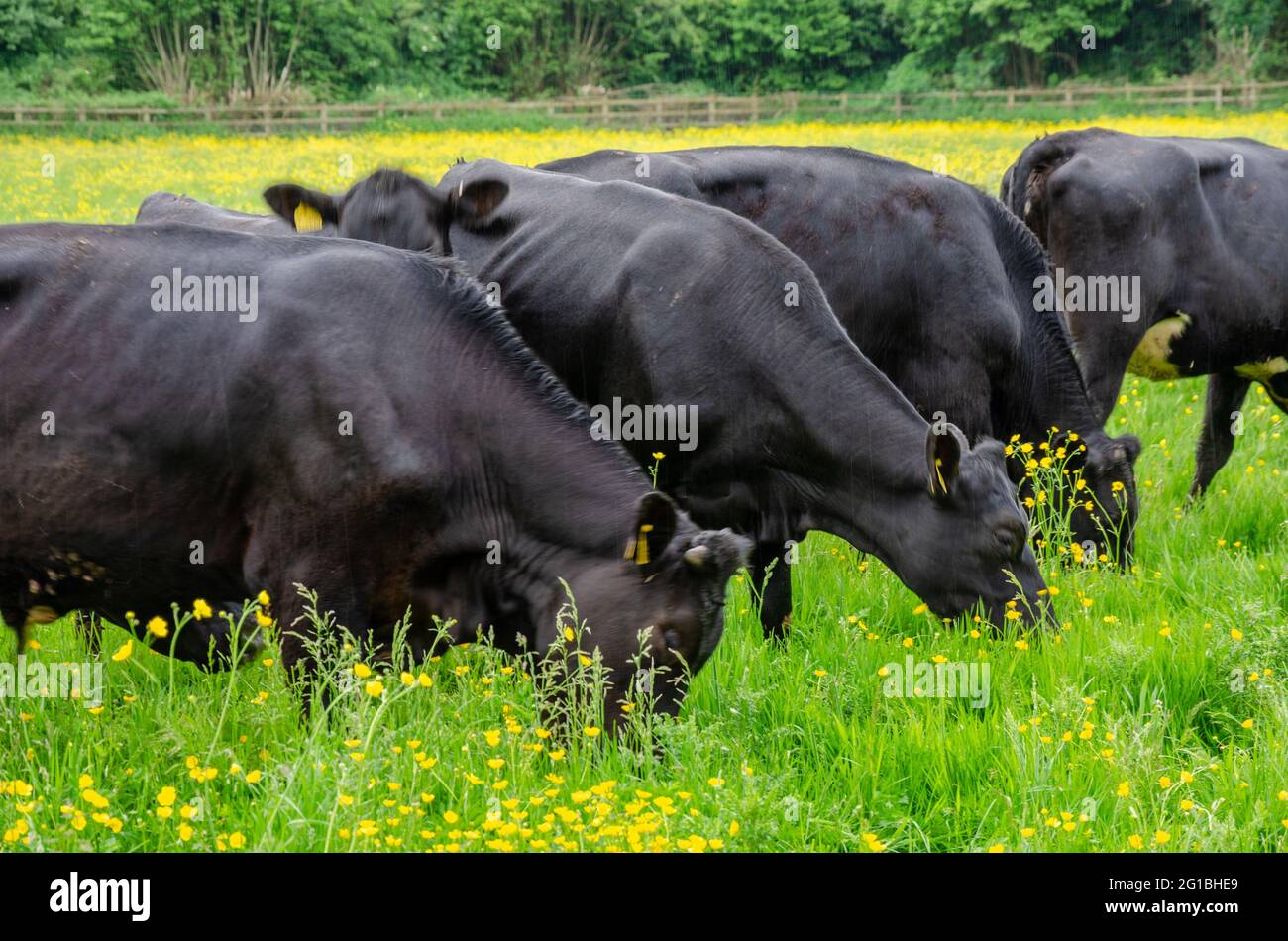 Bovine animals cows hi-res stock photography and images - Alamy
