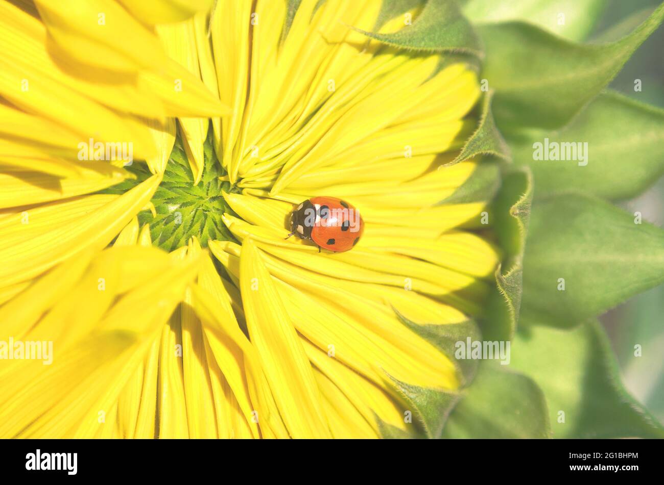 Ladybug insect hi-res stock photography and images - Alamy