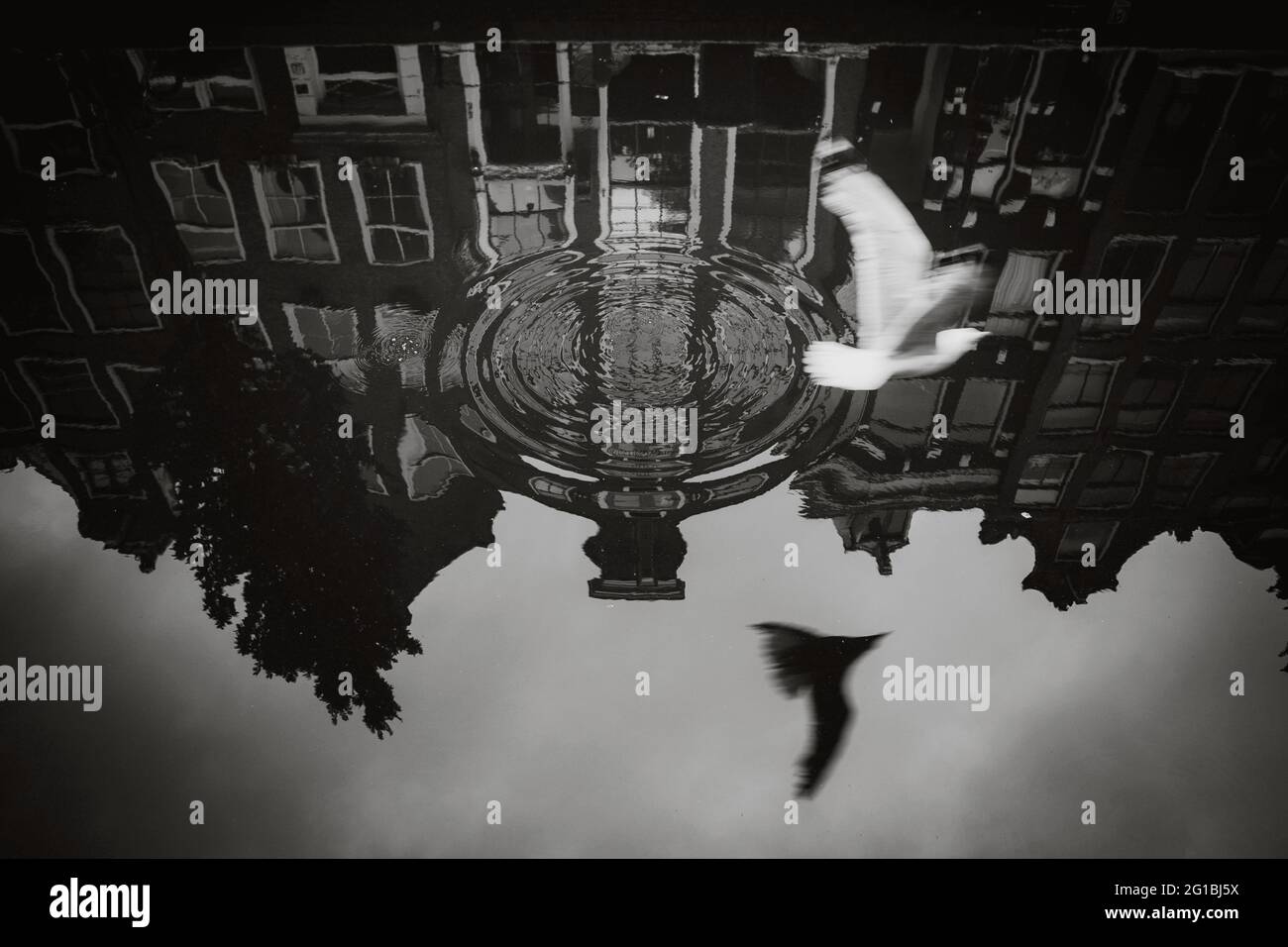 Black and white high angle of pigeon floating over rippling pond with ...