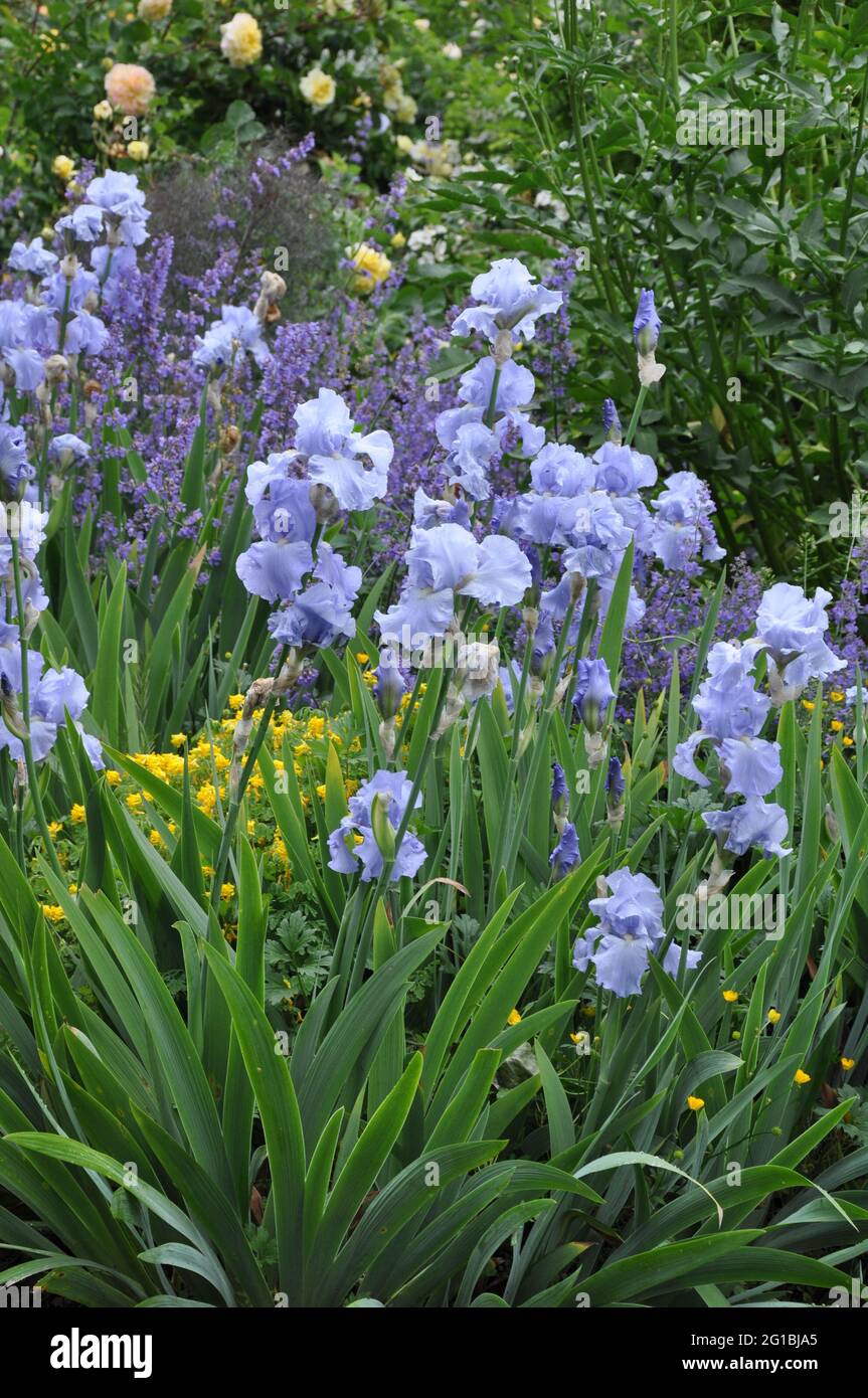 Beautiful purple iris garden Stock Photo - Alamy