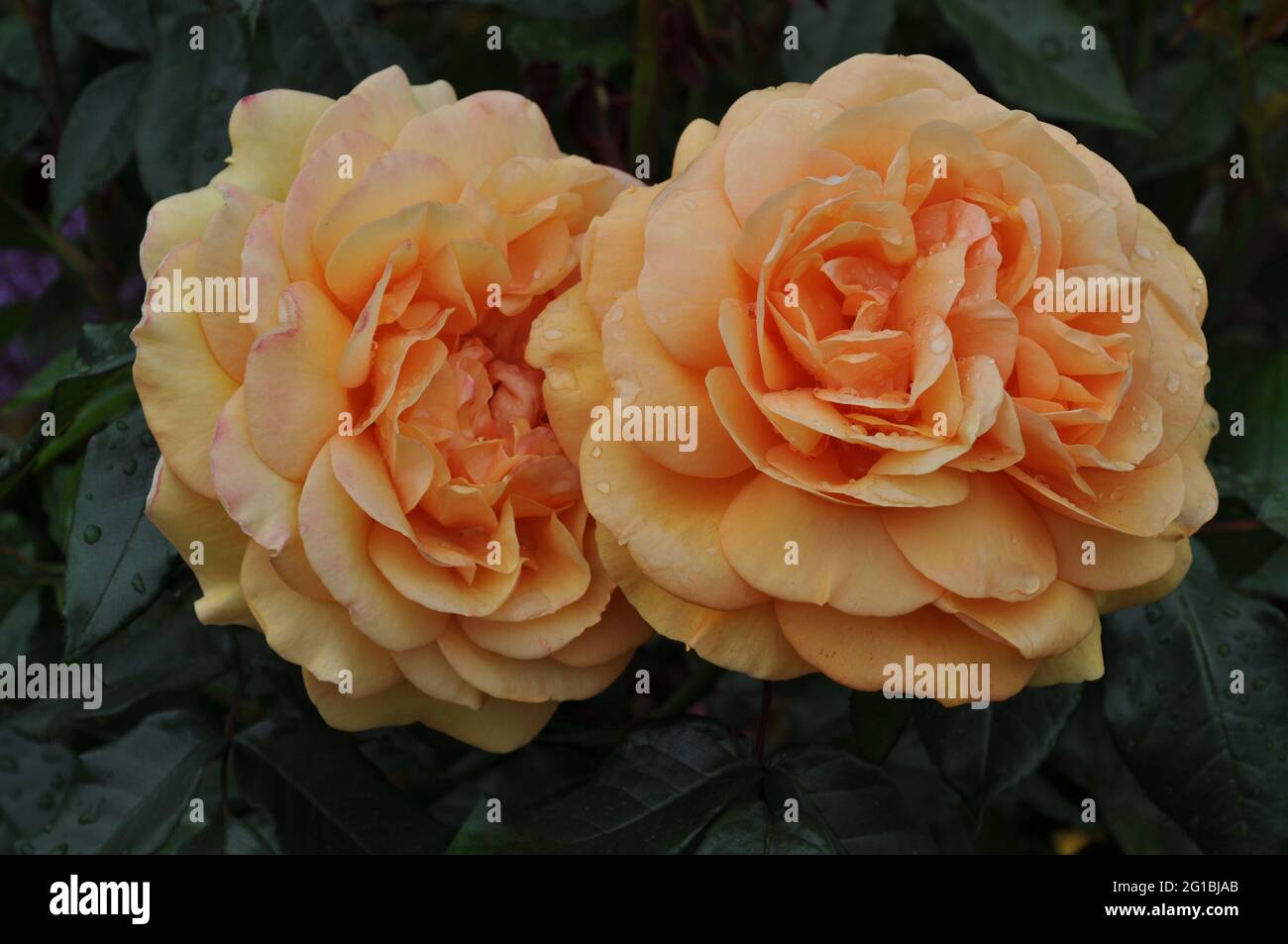Beautiful orange roses Stock Photo - Alamy