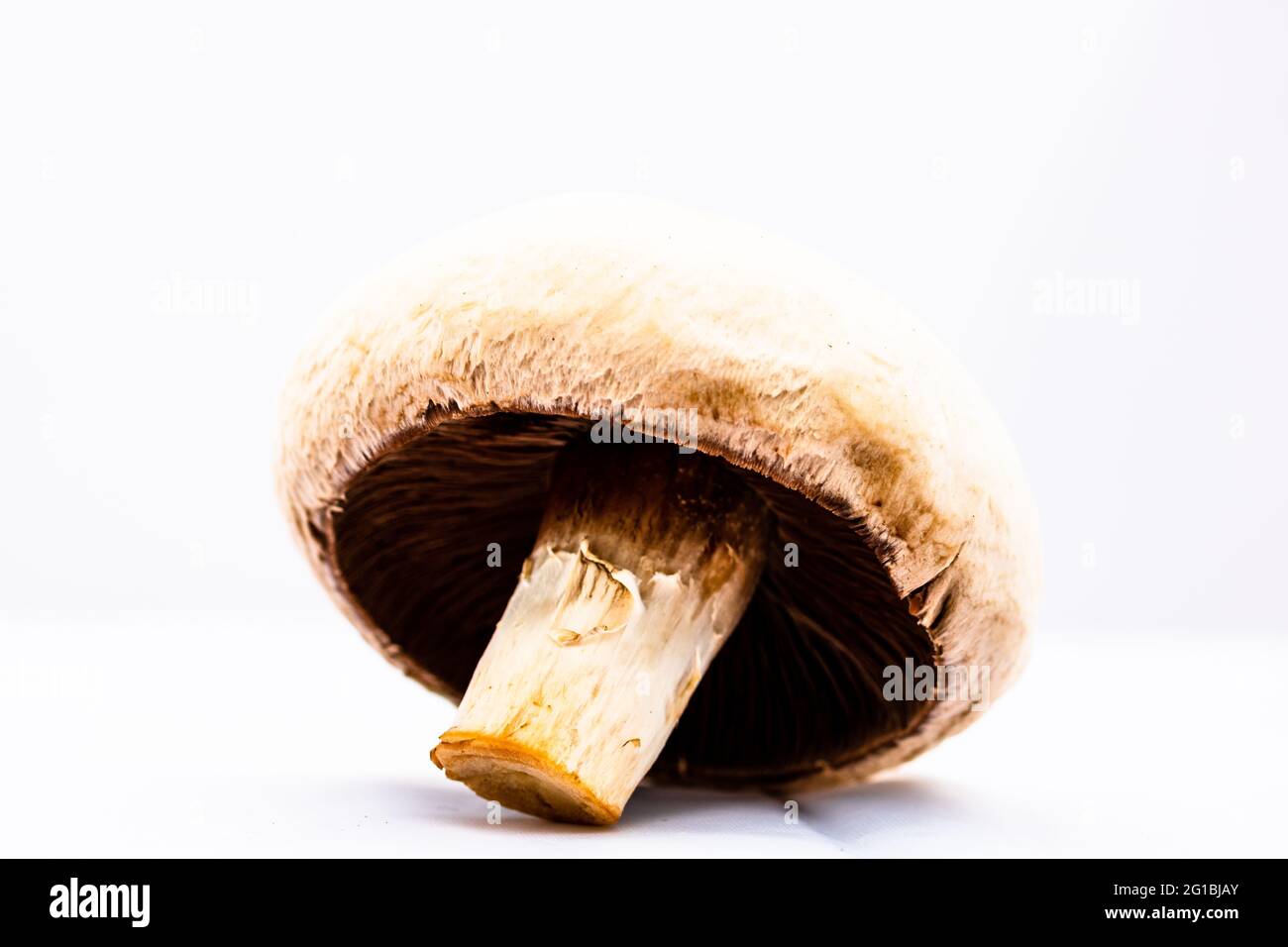 A fresh champignon mushroom isolated on a whit background Stock Photo ...