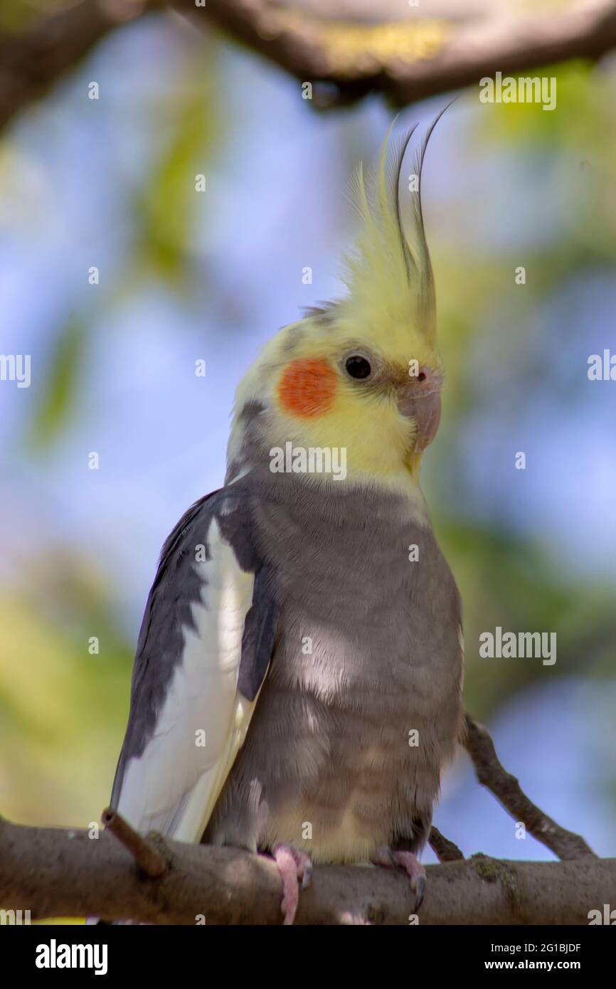 Nymphicus hollandicus, a bird of the cockatoo family sitting on a ...