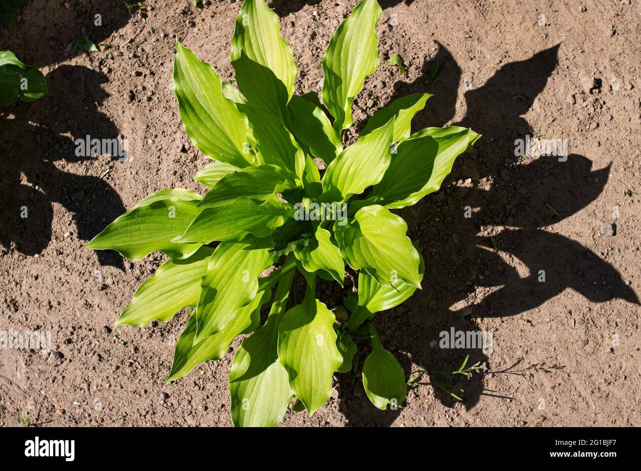 Green bush on the ground top view close up Stock Photo - Alamy