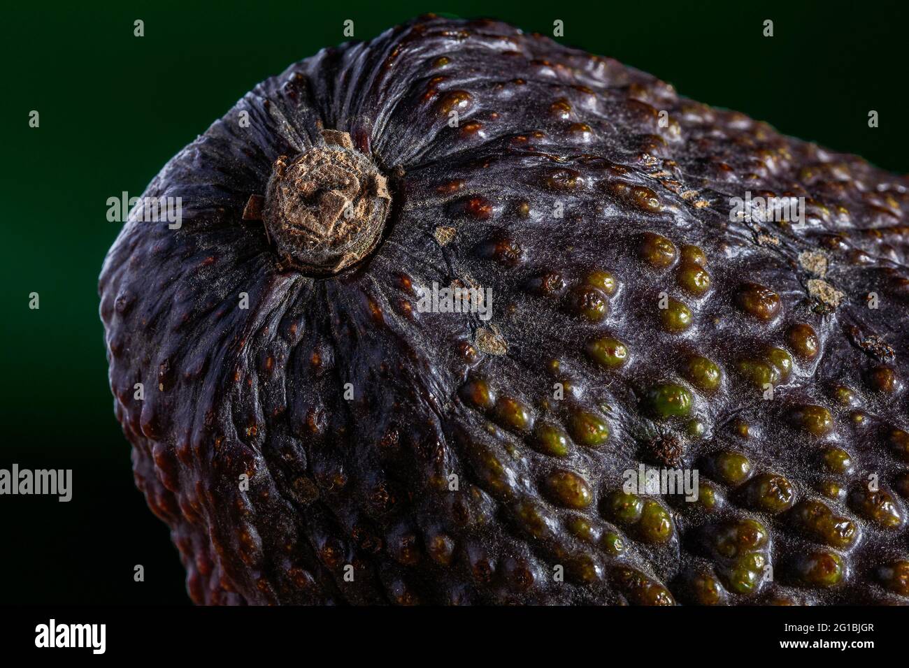 Avocado cross section hi-res stock photography and images - Alamy