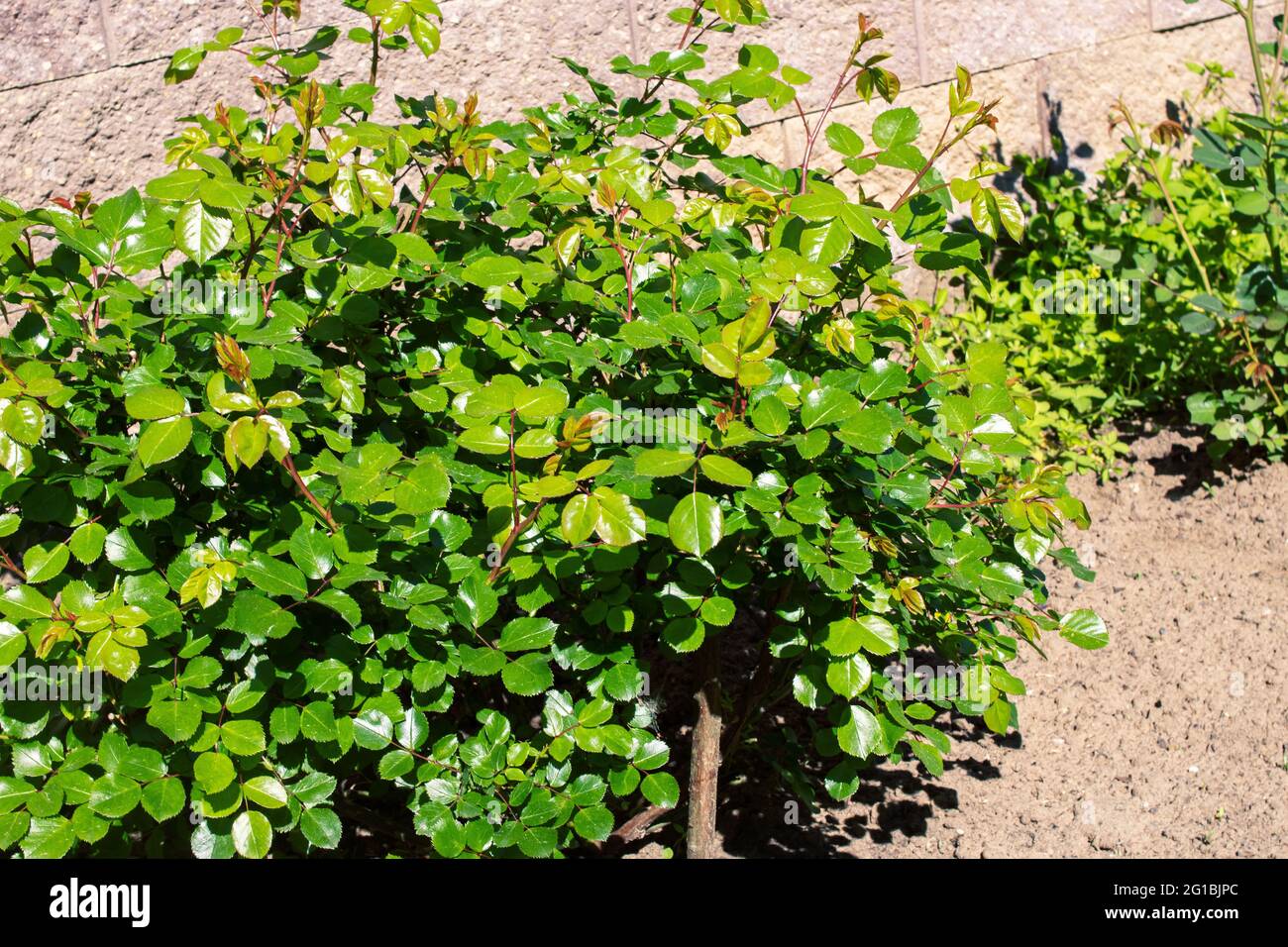 Rose bush without flowers with green leaves close up Stock Photo - Alamy