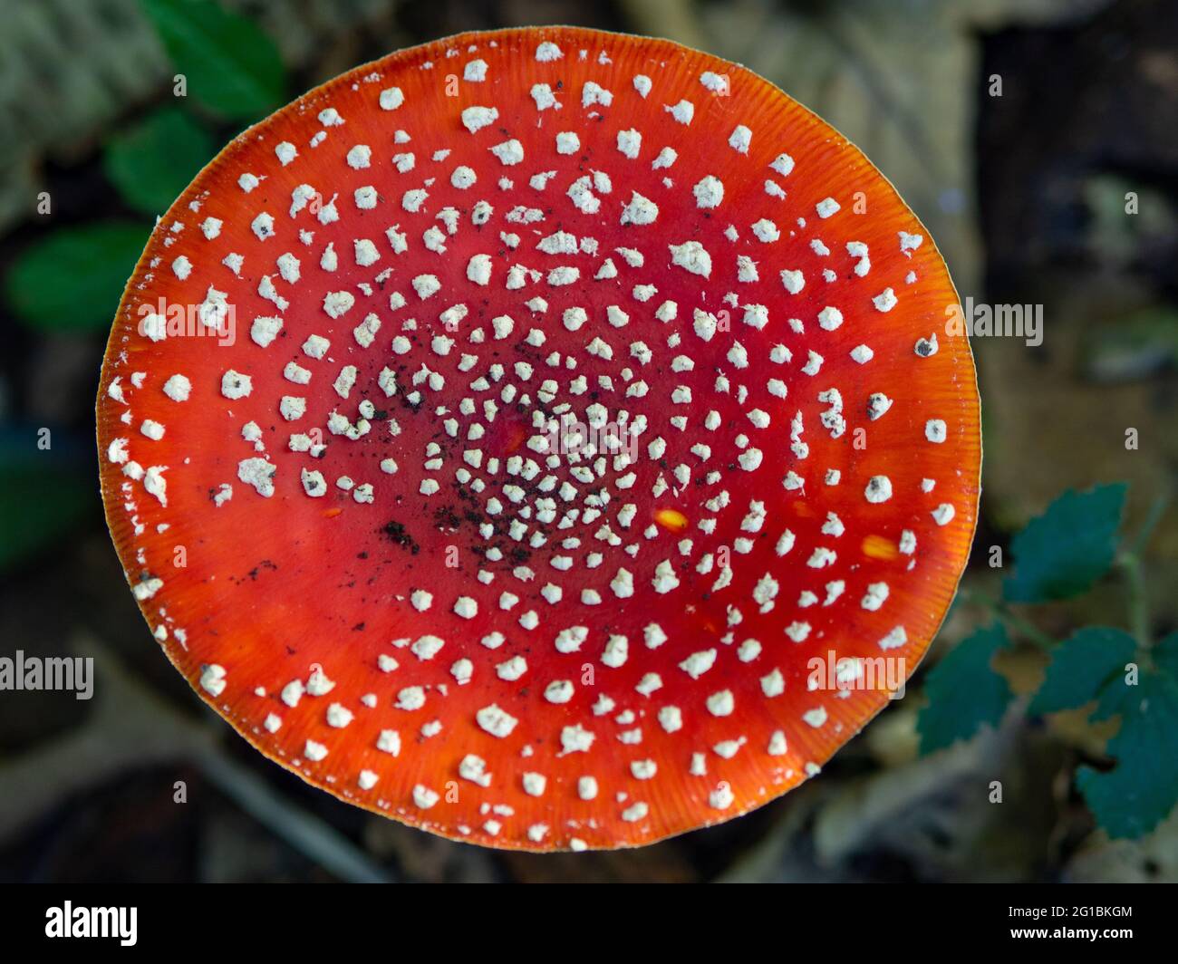 Mushroom Red And White Spots Fly Agaric [Amanita Muscaria] UK Stock ...