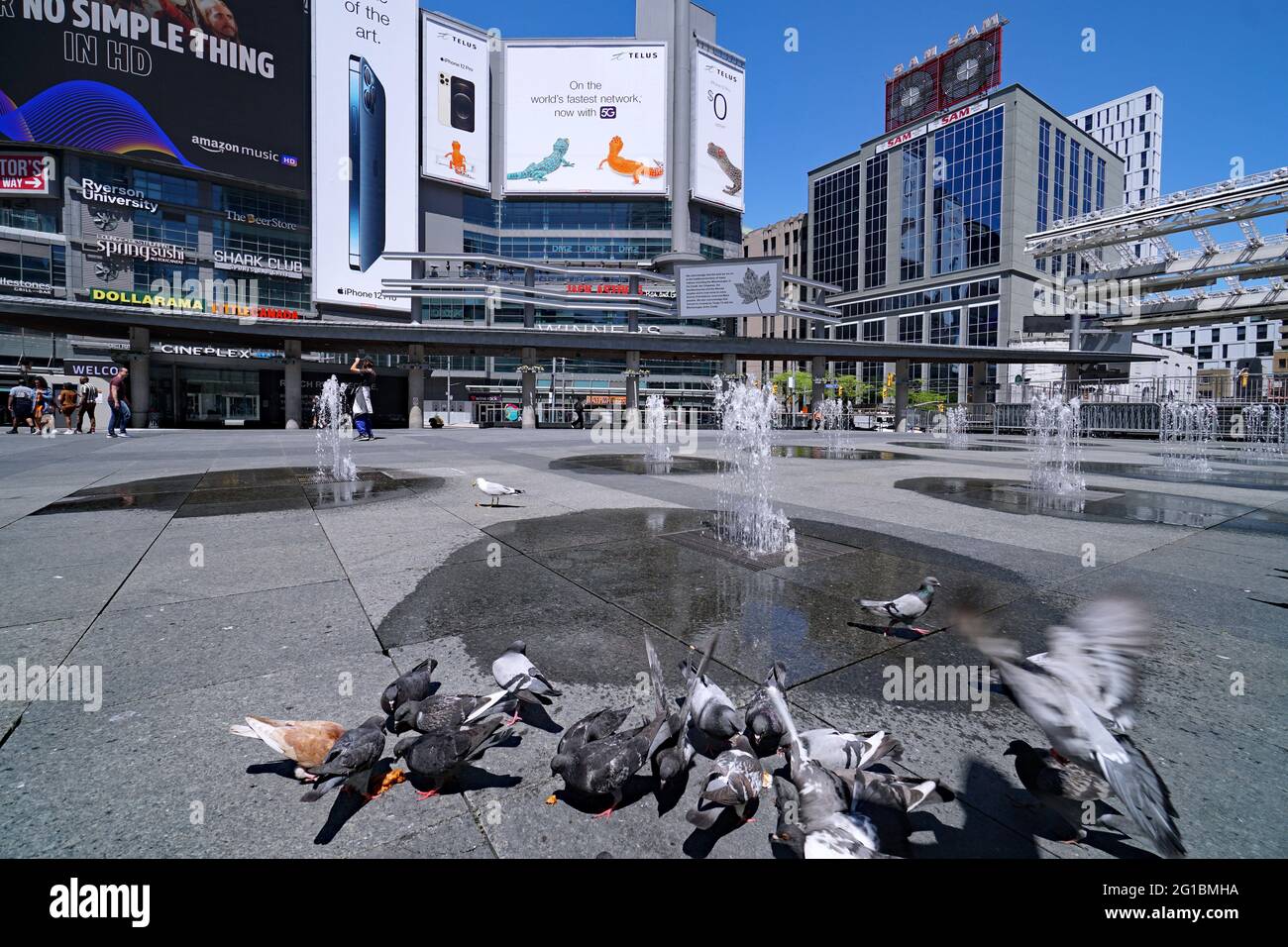 Toronto, Canada - May 30, 2021: Large flocks of pigeons enjoy the ...