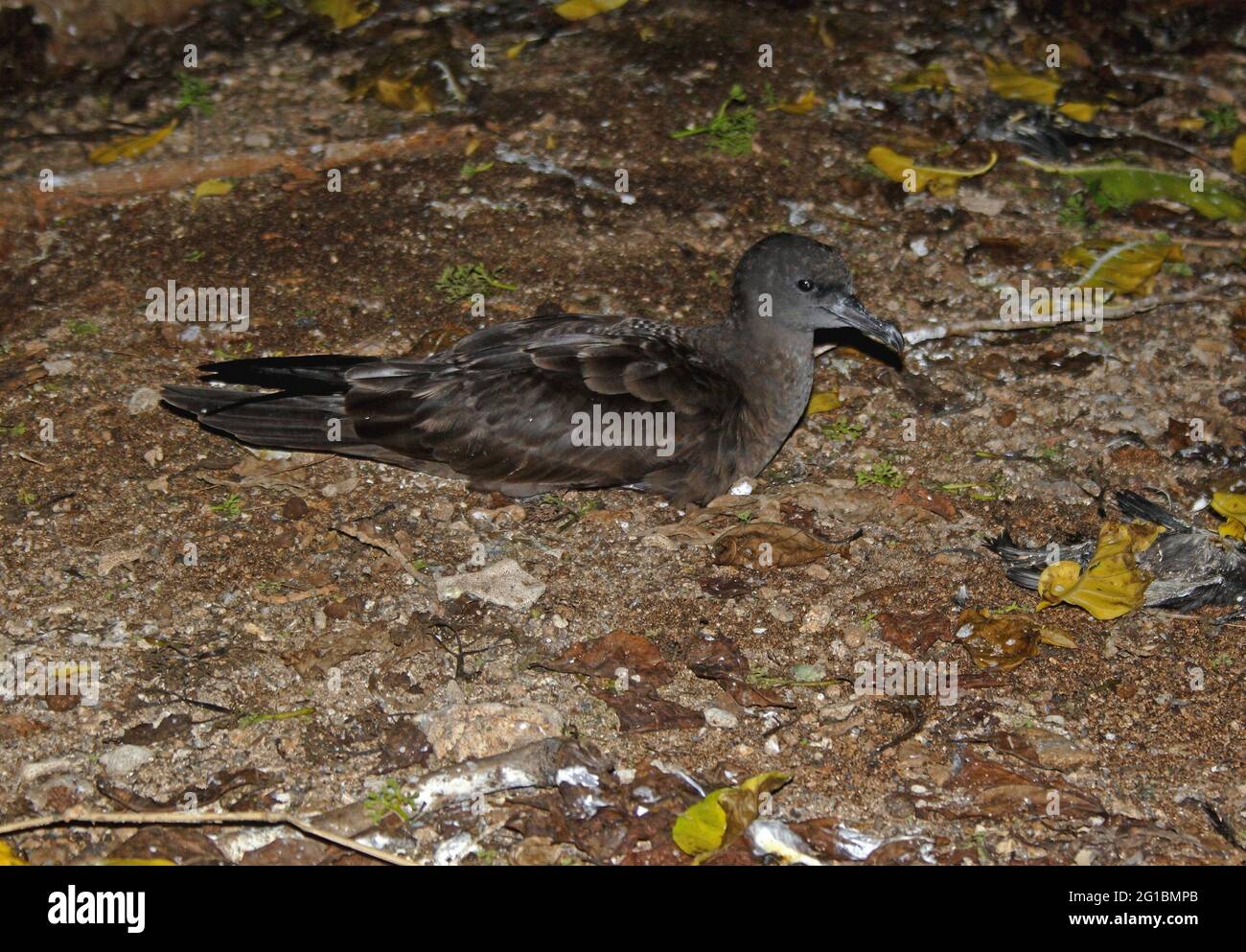 Wedge-tailed Shearwater (Ardenna pacifica chlororhyncha) adult sitting ...