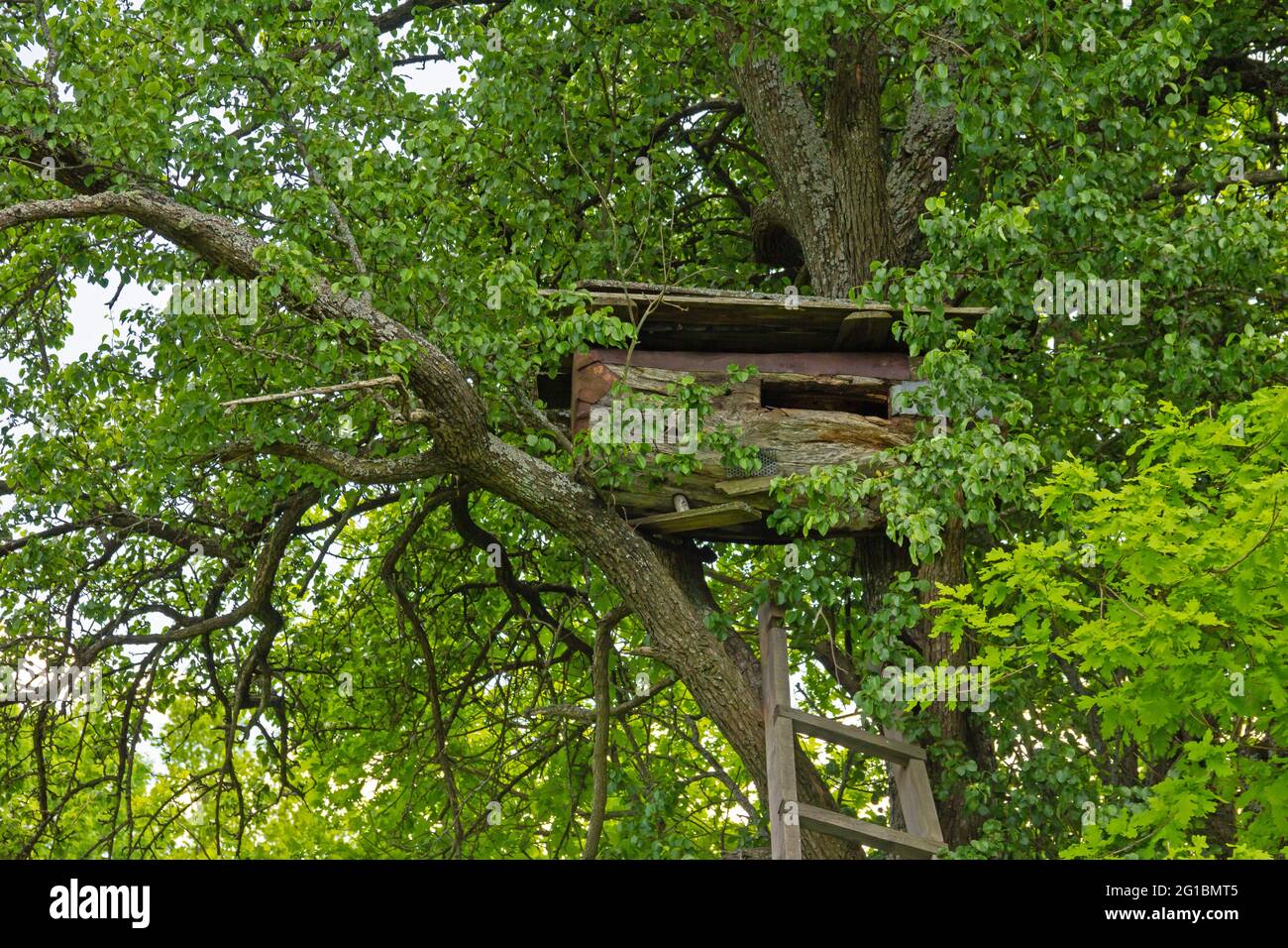 Old traditional ancient authentic beehive made on the log on a large ...