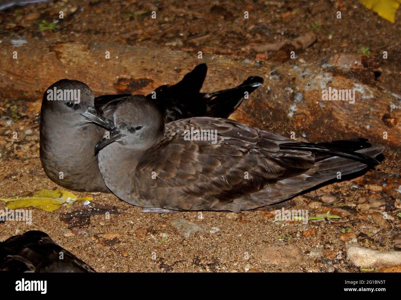 Wedge-tailed Shearwater (Ardenna pacifica chlororhyncha) pair sitting ...