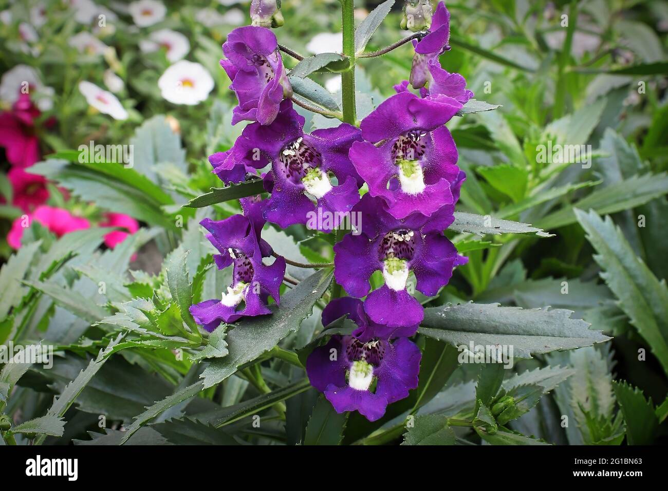Purple and yellow snapdragon flowers on a stalk Stock Photo - Alamy