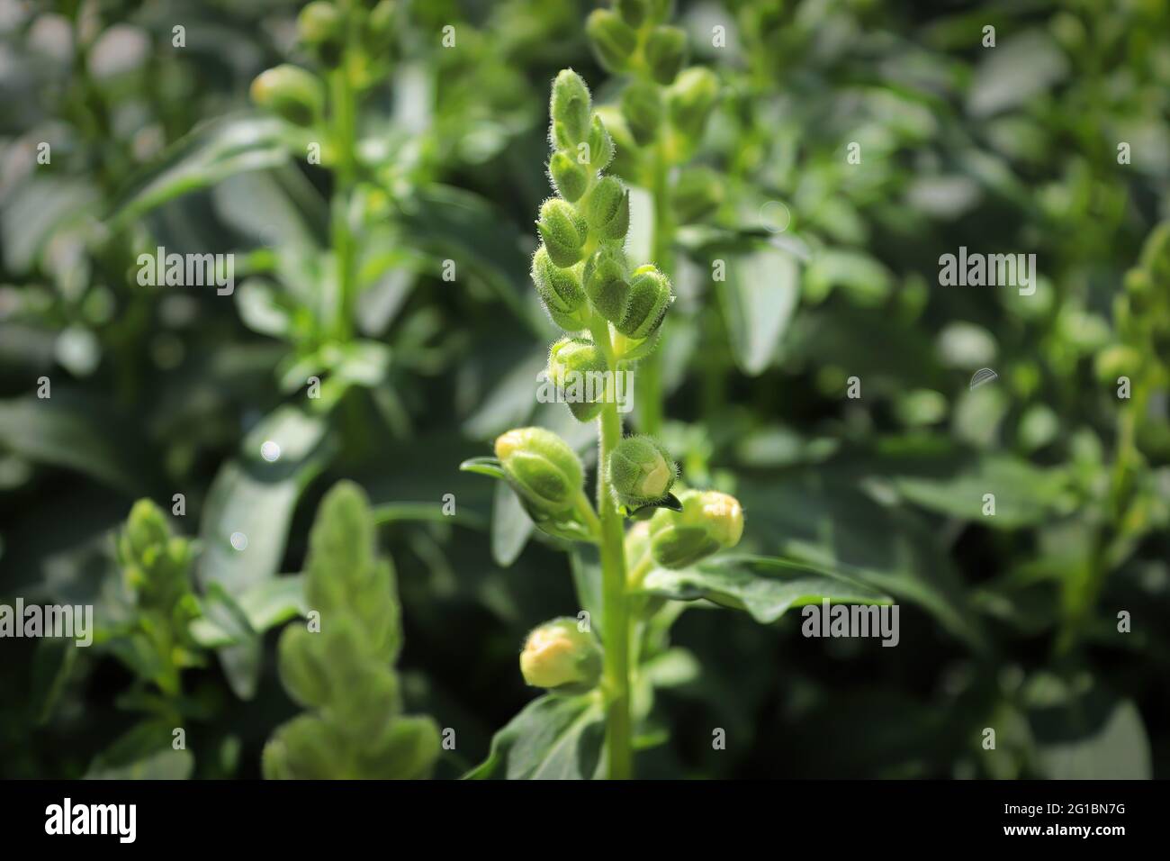 Snapdragon flower buds about to open up Stock Photo - Alamy
