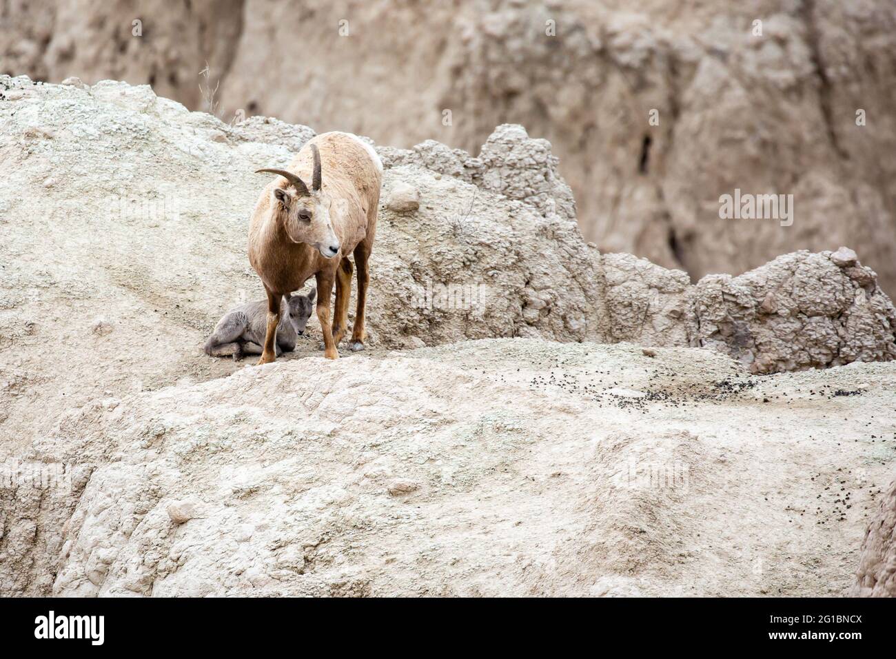 Female Bighorn Sheep and lamb (Ovis canadensis) in the Badlands ...