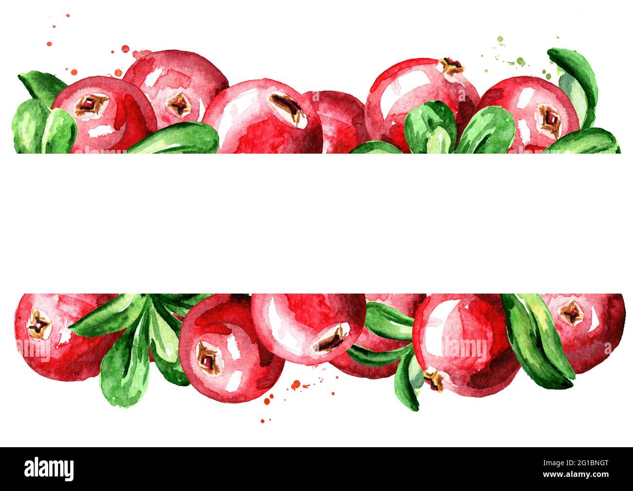 Fresh cranberry horizontal template. Watercolor hand drawn illustration ...