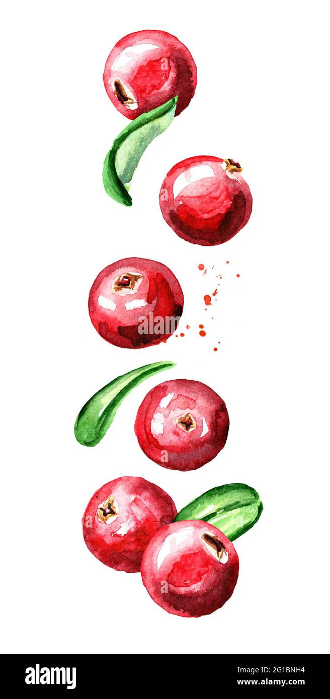 Falling Red ripe berries cranberry, vertical composition. Watercolor ...