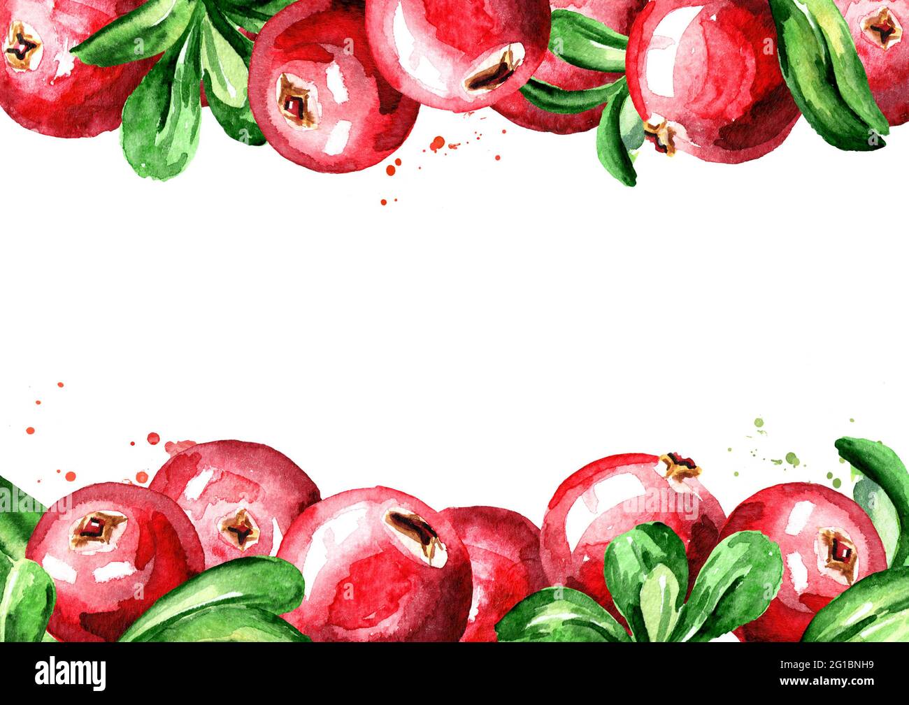 Fresh cranberry horizontal template. Watercolor hand drawn illustration ...