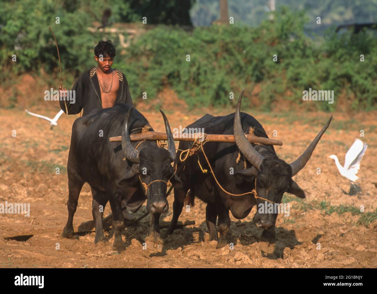 Team of oxen hi-res stock photography and images - Alamy