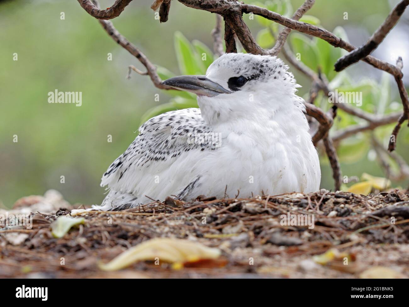 Red Tailed Tropicbird