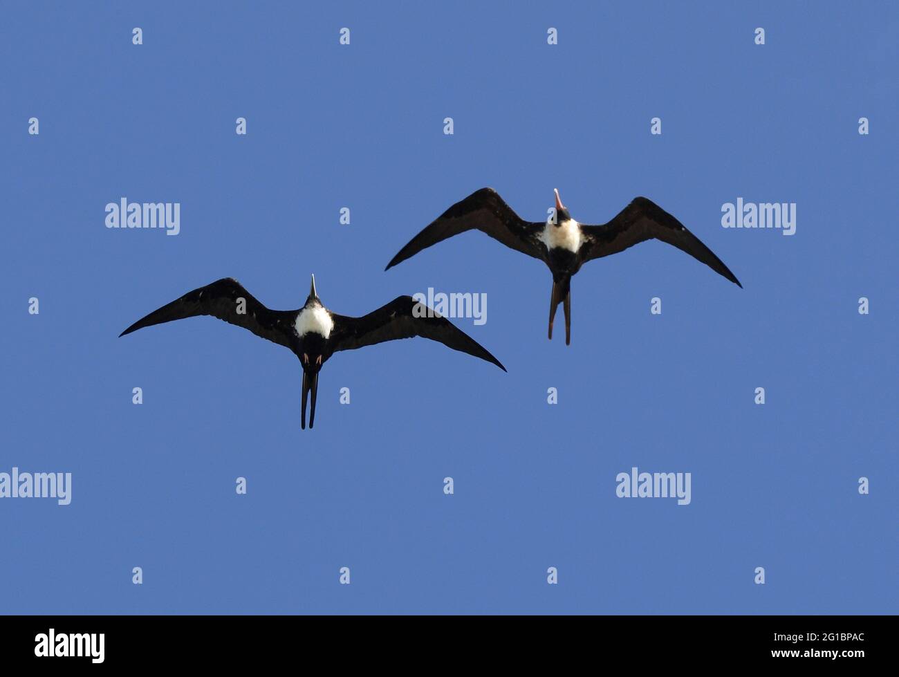 Lesser Frigatebird (Fregata ariel ariel) female and immature in flight ...