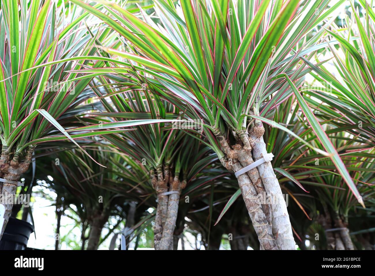 Braided trunk hi-res stock photography and images - Alamy